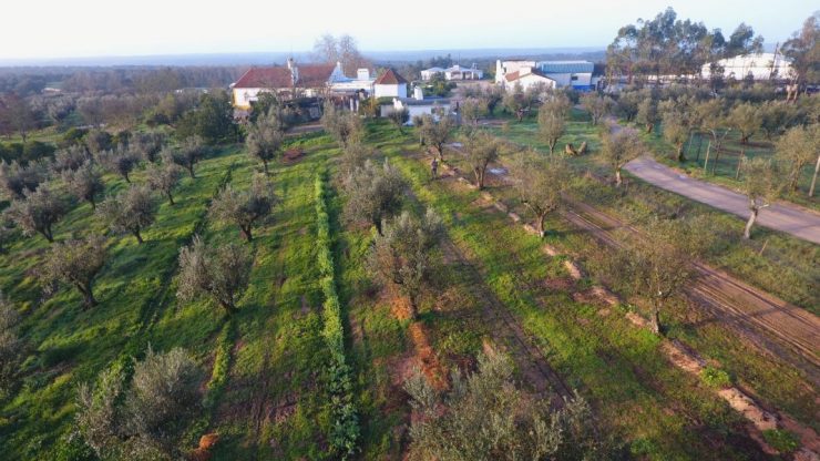 Design for the Mediterranean – enriching an olive grove – Agenda Gotsch