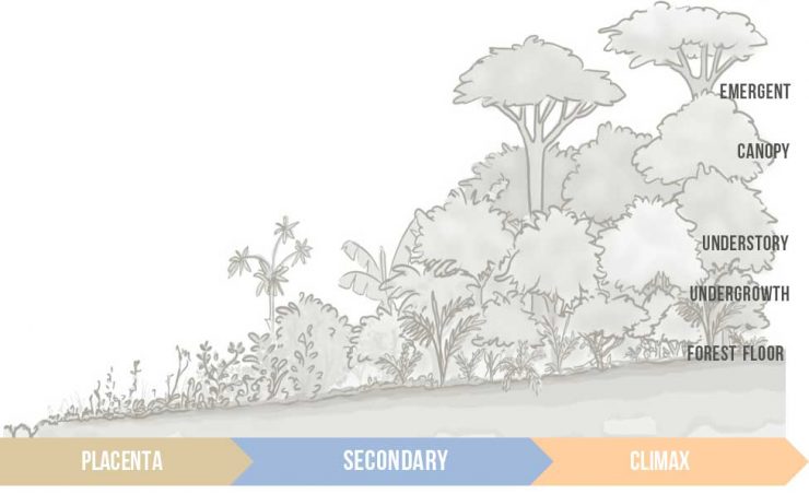 Life cycle, stratification and succession – Agenda Gotsch