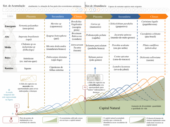Life cycle, stratification and succession – Agenda Gotsch