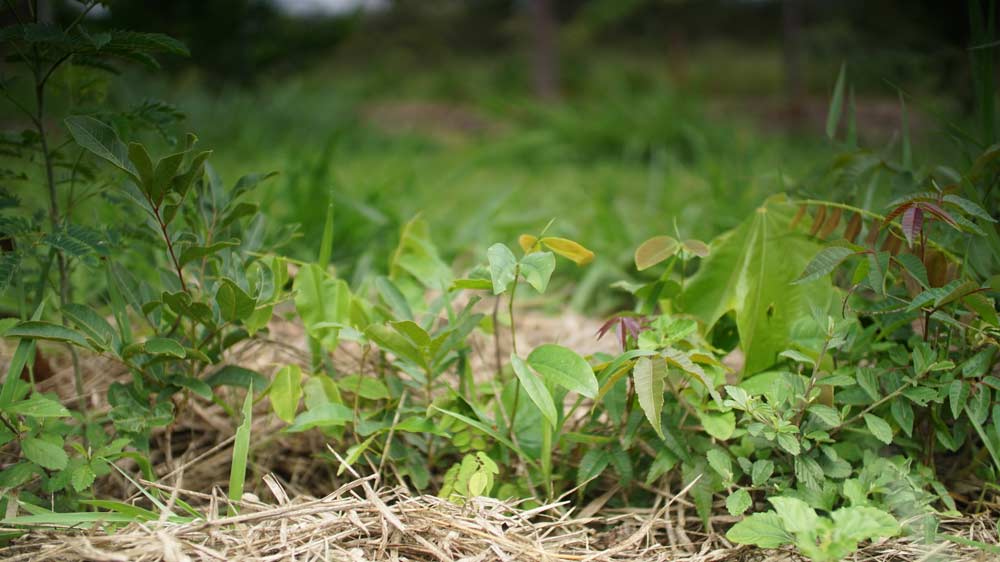 How to set up our own syntropic design apart from "recipes"? | Agenda ...