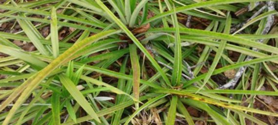 How to set up our own syntropic design apart from “recipes”? – Agenda ...