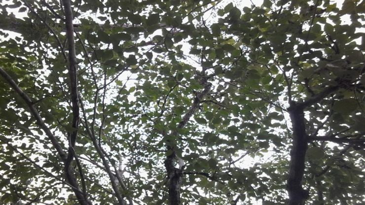 How to set up our own syntropic design apart from “recipes”? – Agenda ...