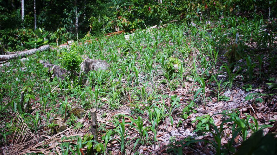 Corn growing from the clearing | Agenda Gotsch