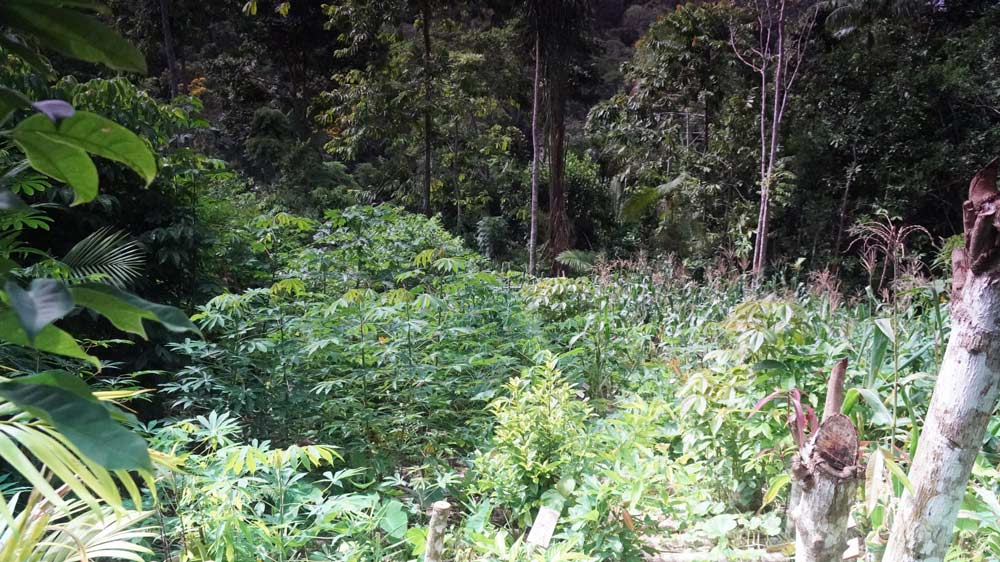 How to set up our own syntropic design apart from “recipes”? – Agenda ...