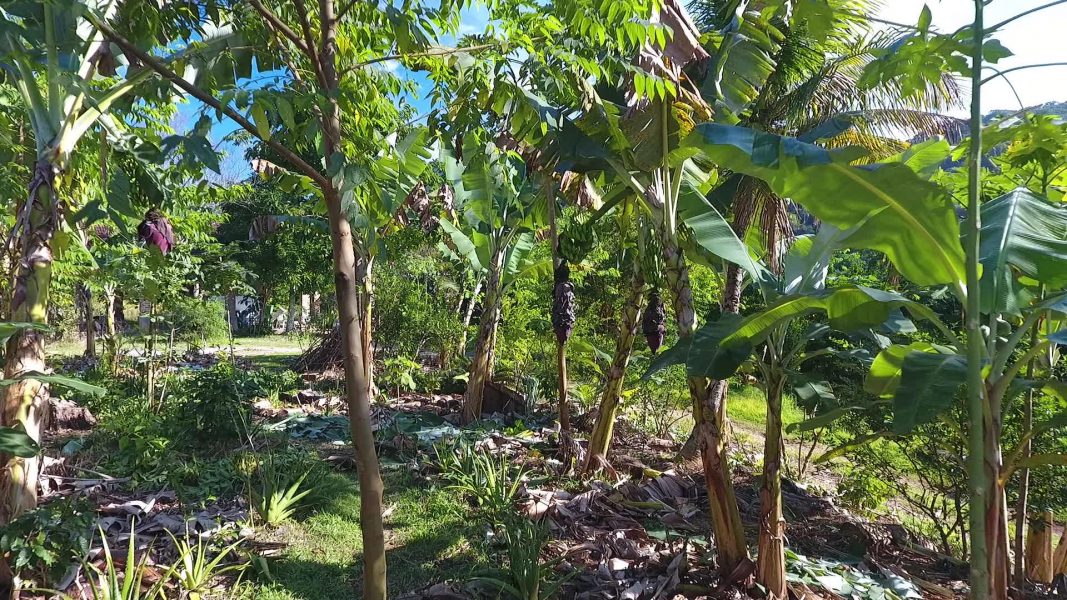 Management of a syntropic garden (video) | Agenda Gotsch