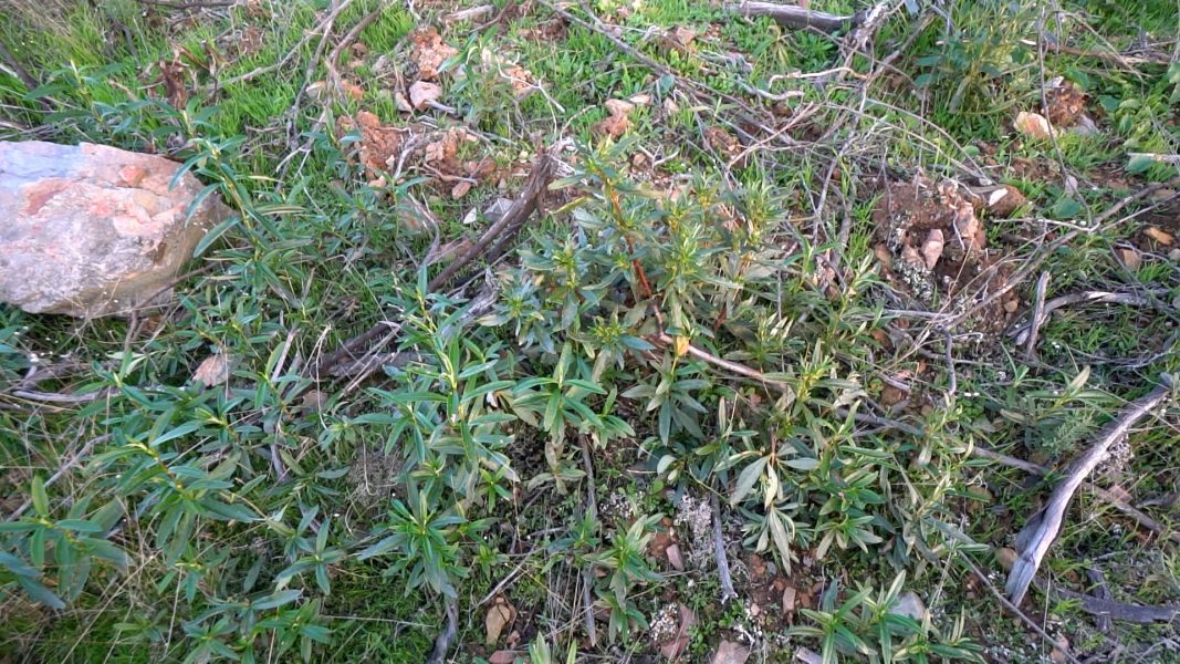 Invisible plants (VIDEO + TEXT) | Agenda Gotsch