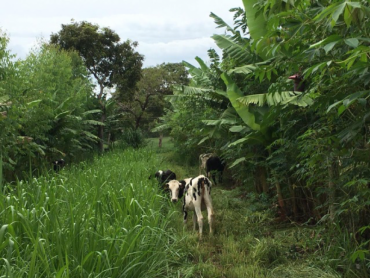 Integrating cattle in a Syntropic System – Agenda Gotsch