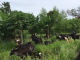 Integrating cattle in a Syntropic System – Agenda Gotsch