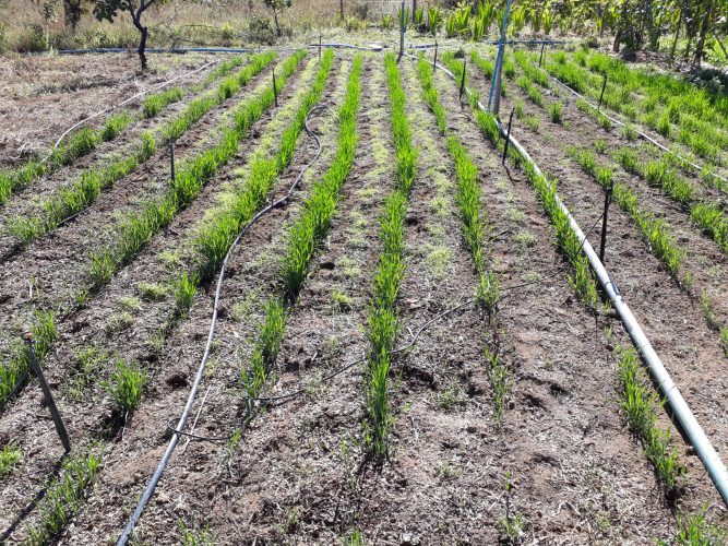 Large-scale Syntropic Farming: results and challenges – Agenda Gotsch