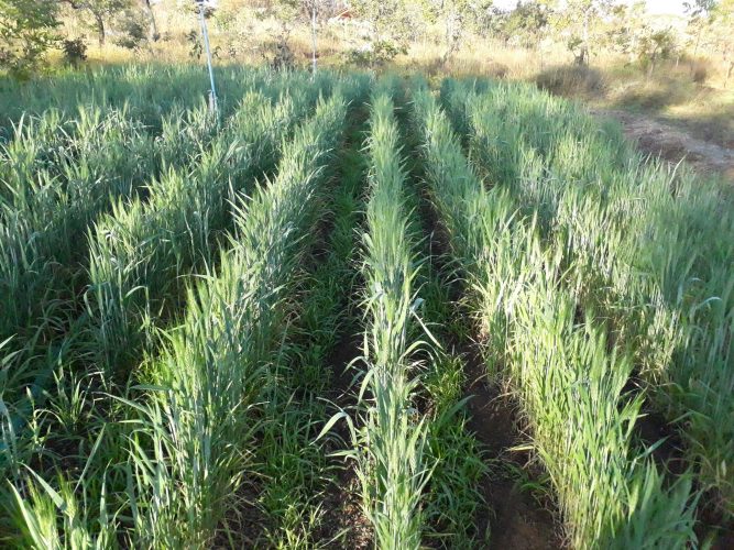 Large-scale Syntropic Farming: results and challenges – Agenda Gotsch