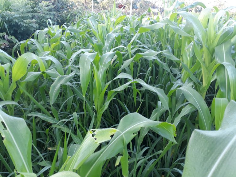 Large-scale Syntropic Farming: results and challenges – Agenda Gotsch