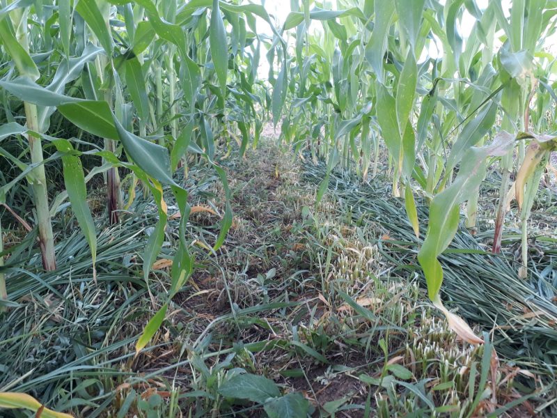 Large-scale Syntropic Farming: results and challenges – Agenda Gotsch