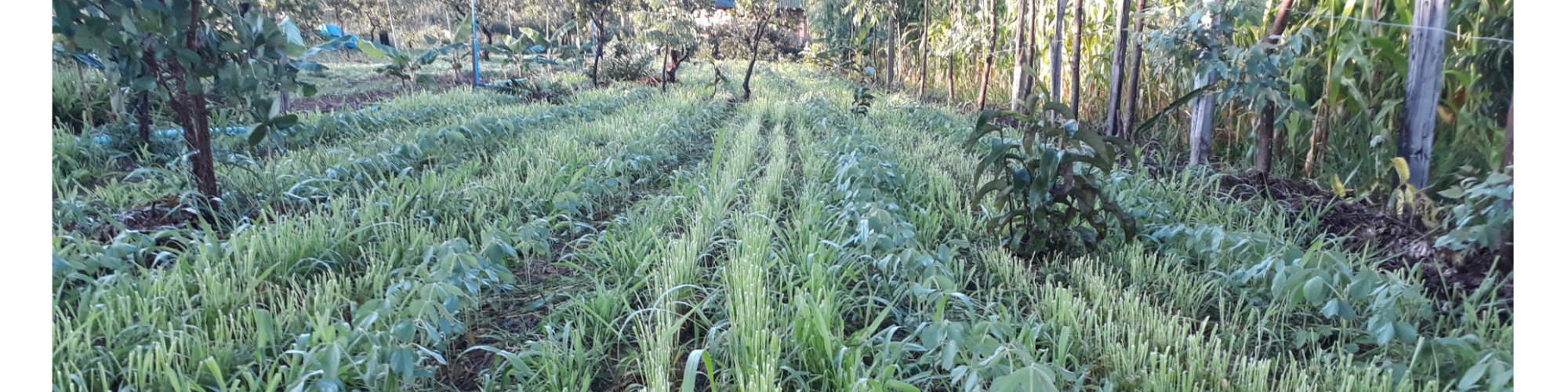 Large-scale Syntropic Farming: results and challenges – Agenda Gotsch