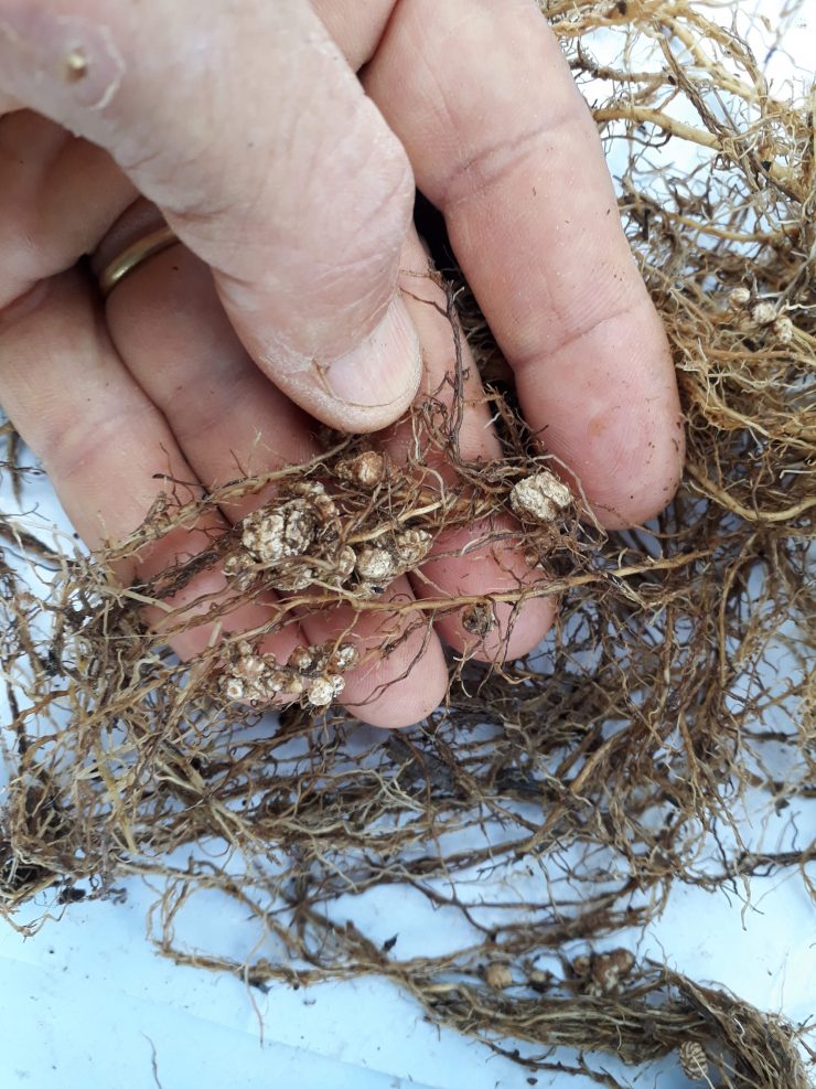 Large-scale Syntropic Farming: results and challenges | Agenda Gotsch