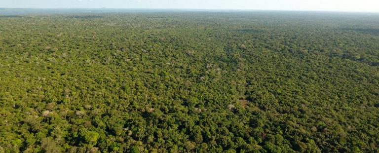 Life in Syntropy – Agenda Gotsch