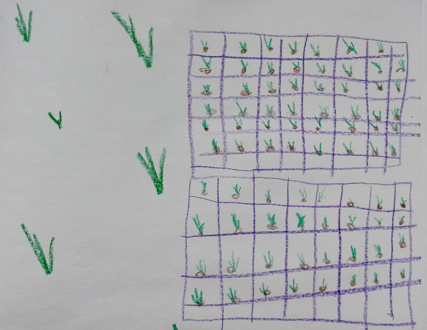 Activity Guide for Syntropic School Gardens – Agenda Gotsch